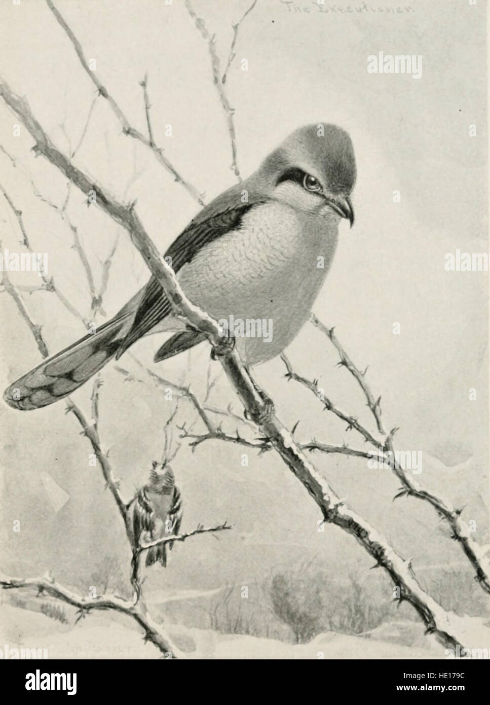 Detailed guide bird species hi-res stock photography and images - Alamy