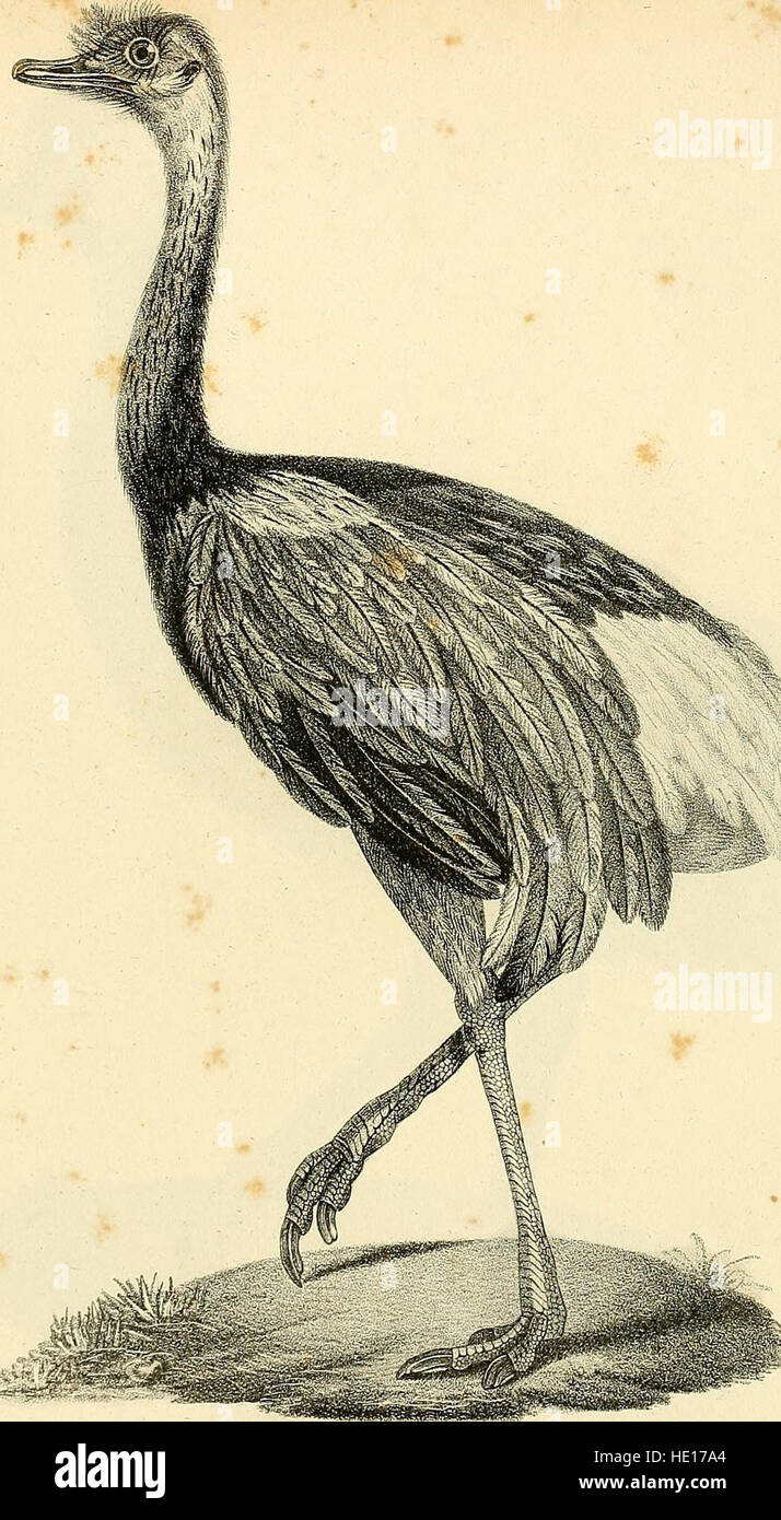 'La Galerie des Oiseaux' (1834) is a renowned work of art that ...