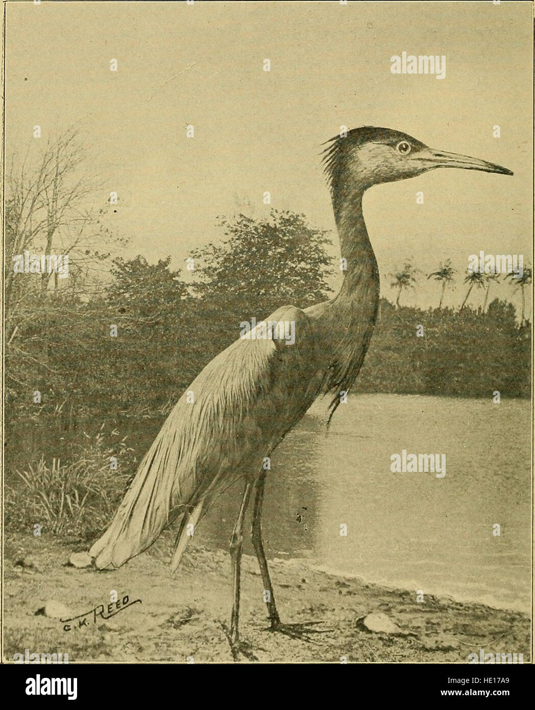 A 1903 edition of 'American Bird Magazine,' focusing on ornithology and ...