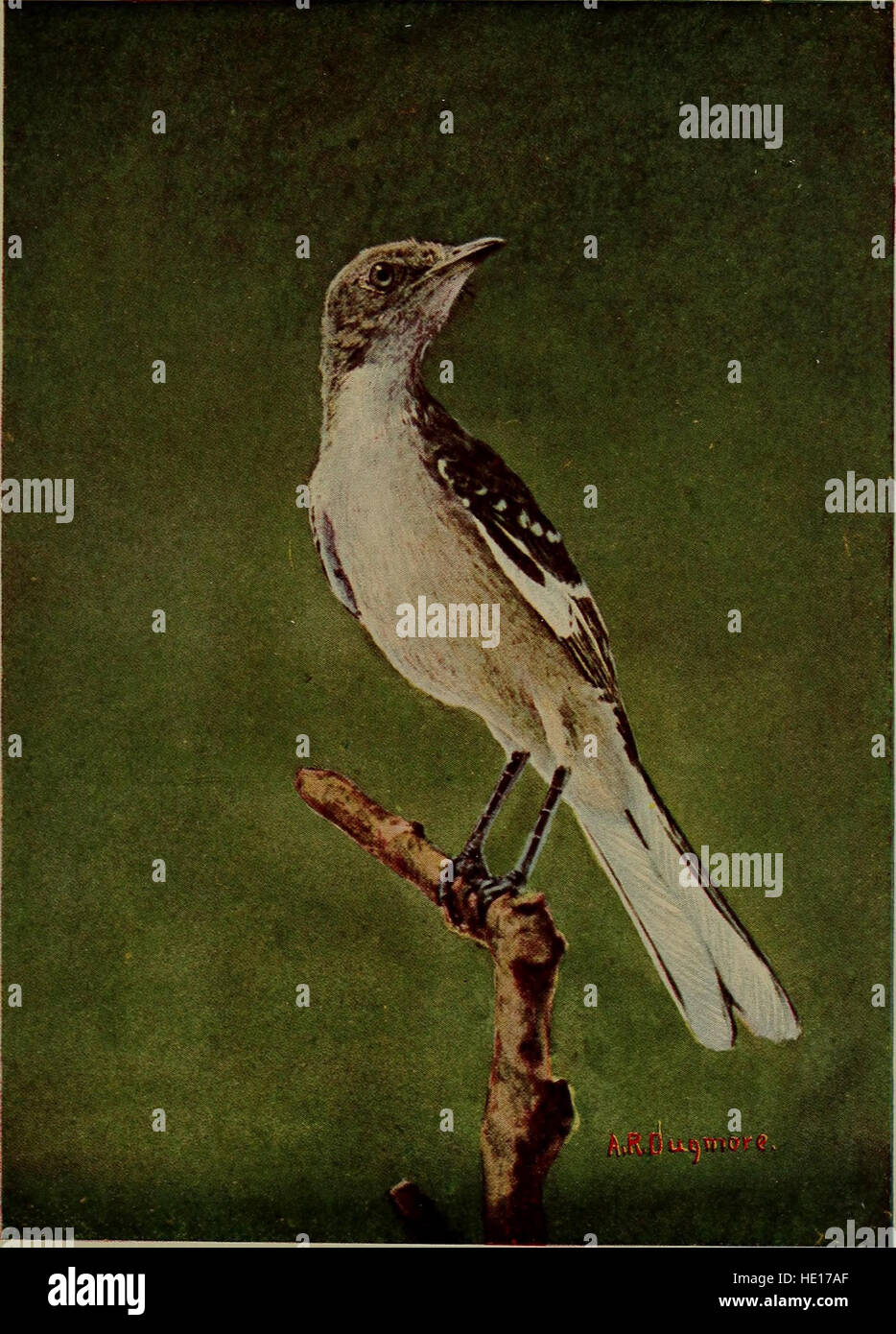 Bob bird hi-res stock photography and images - Alamy