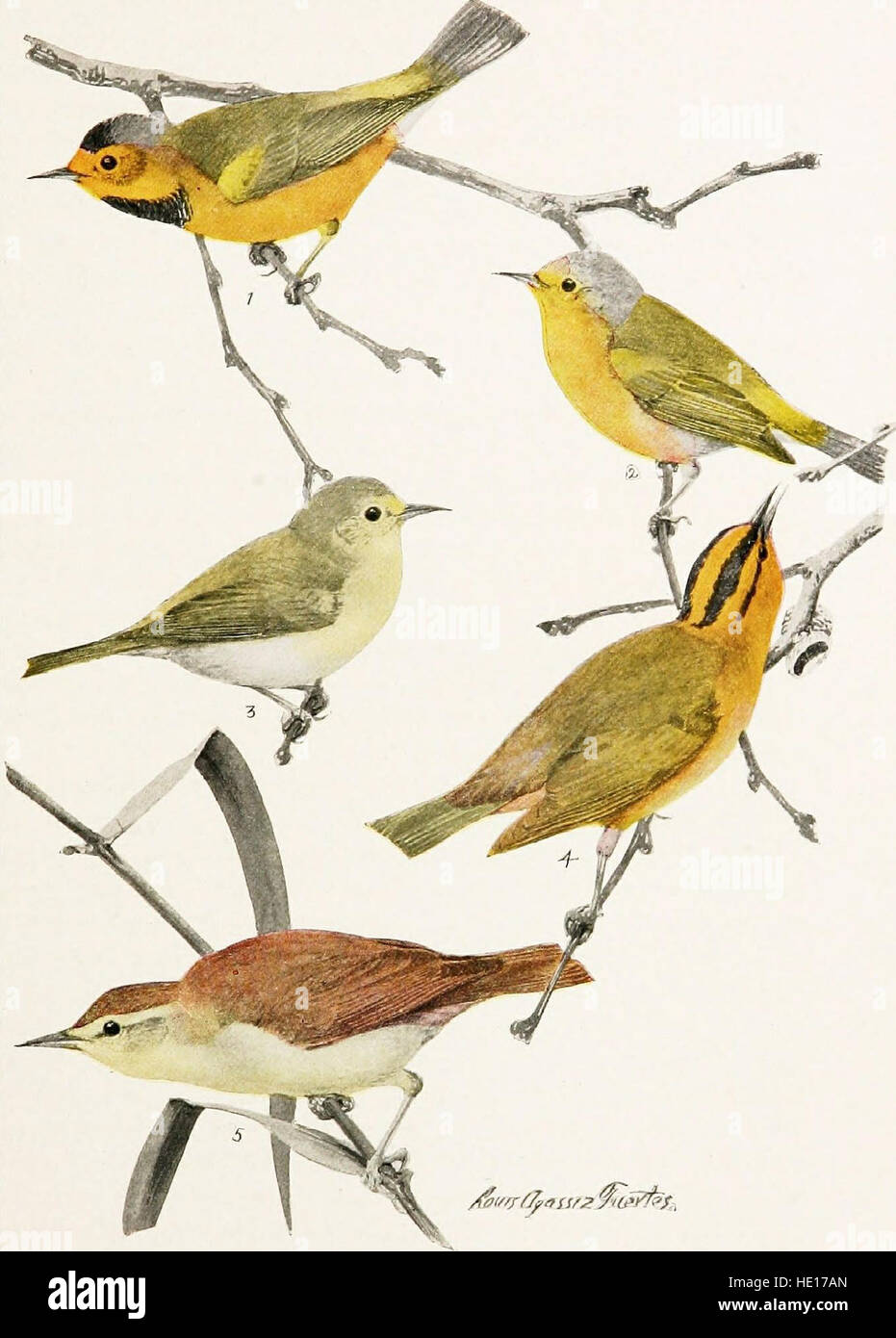 The warblers of North America (1917 Stock Photo - Alamy