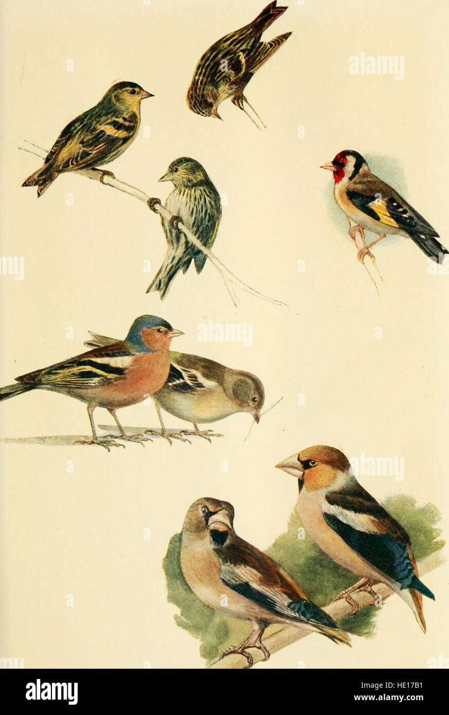 This image features British birds in their natural habitats, captured ...