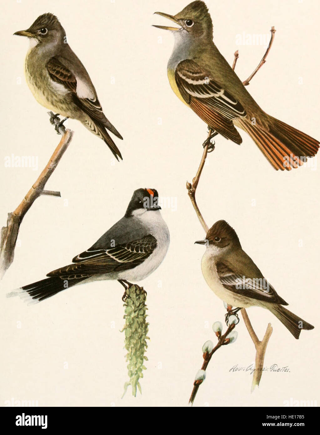 The *Birds of America*, a famous work by John James Audubon, features ...