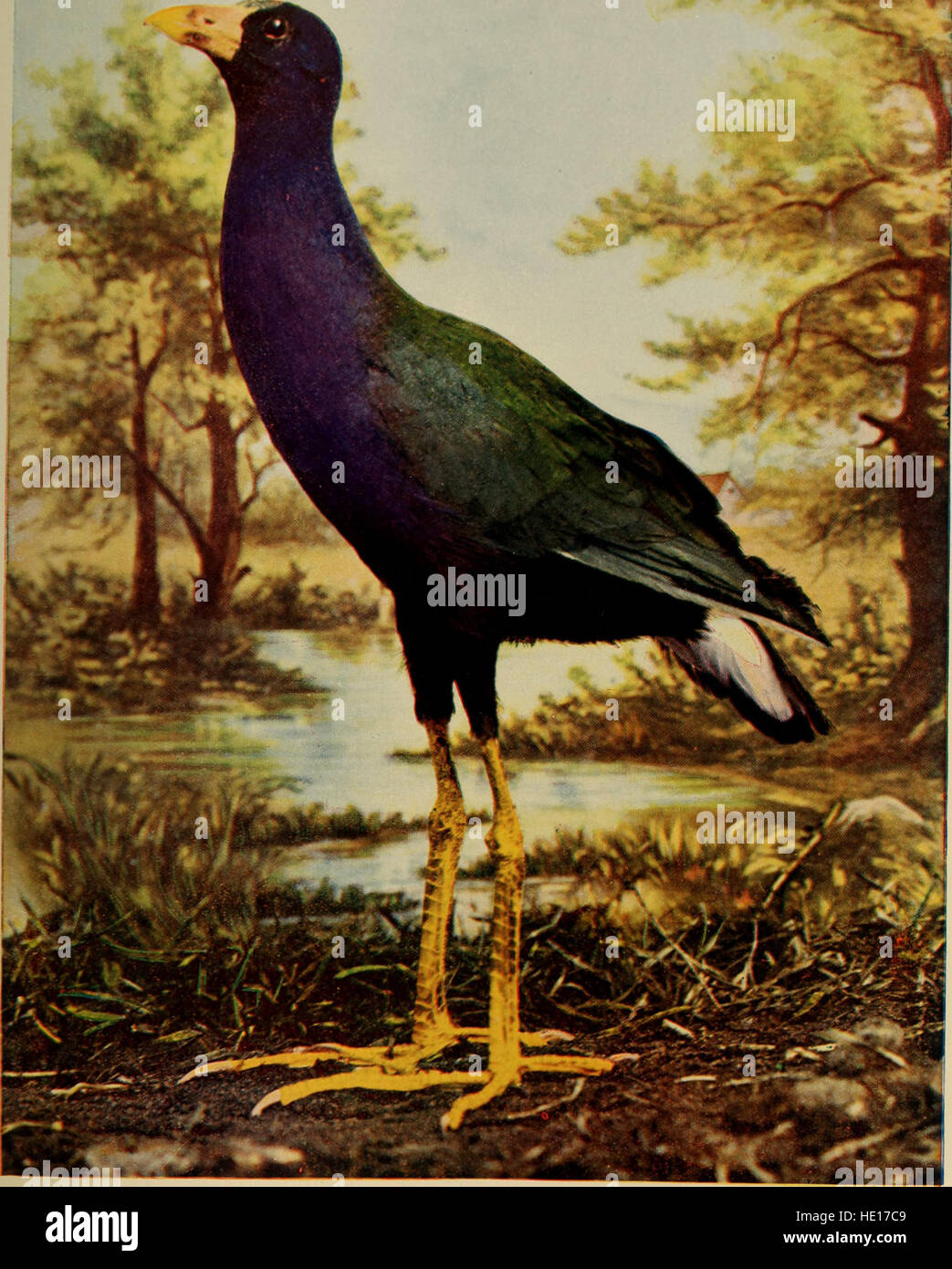 The illustration Birds that Hunt and Are Hunted from 1905 offers a ...