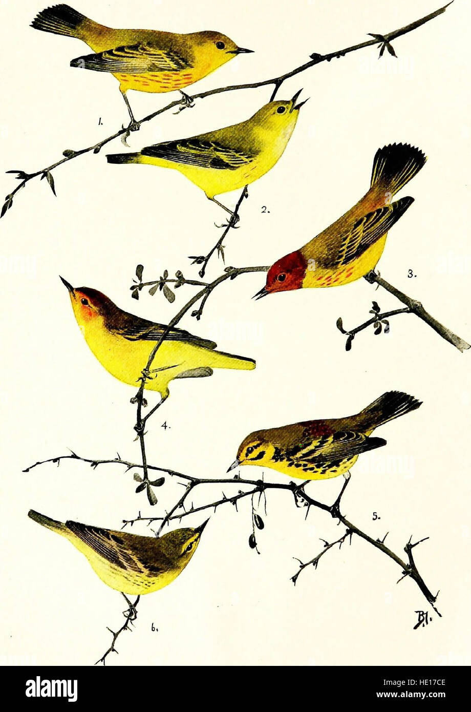 *The Warblers of North America* (1907) is an ornithological book that ...