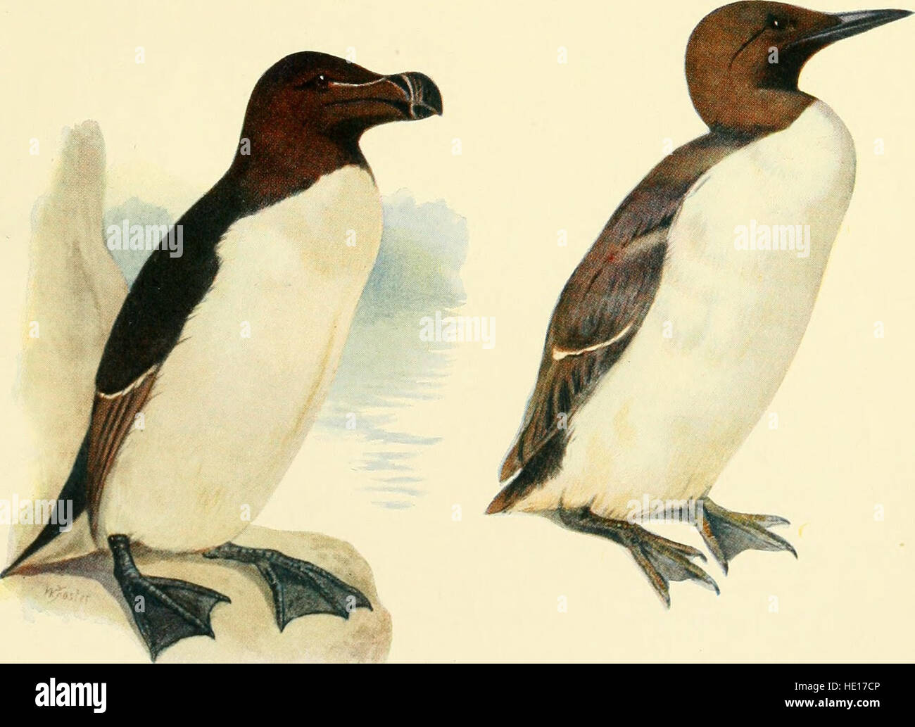 This 1909 publication features illustrations of various British birds ...