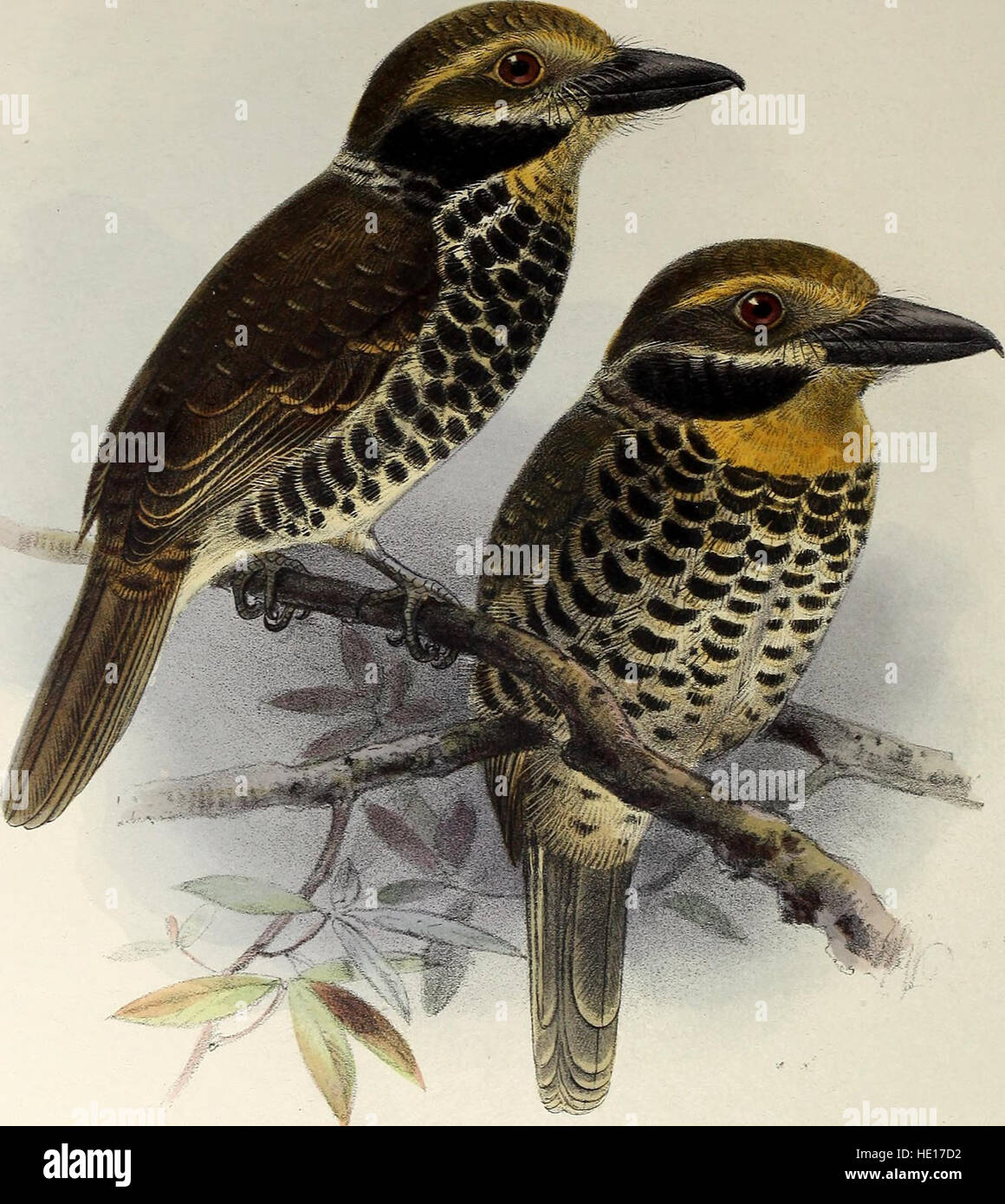 This 1882 monograph presents detailed illustrations and descriptions of ...