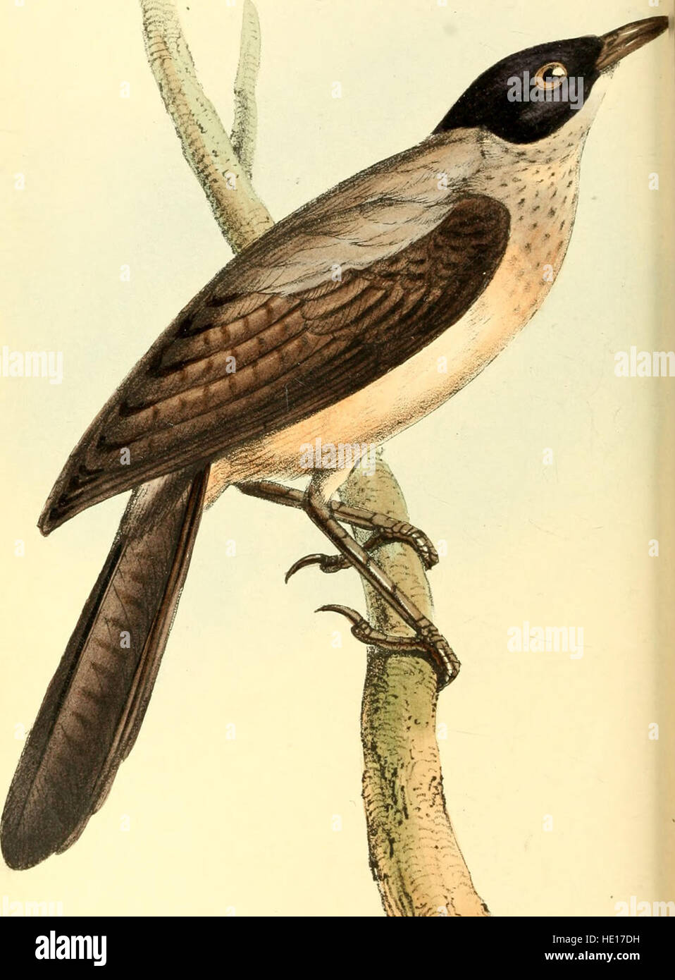 Animal descriptions hi-res stock photography and images - Alamy