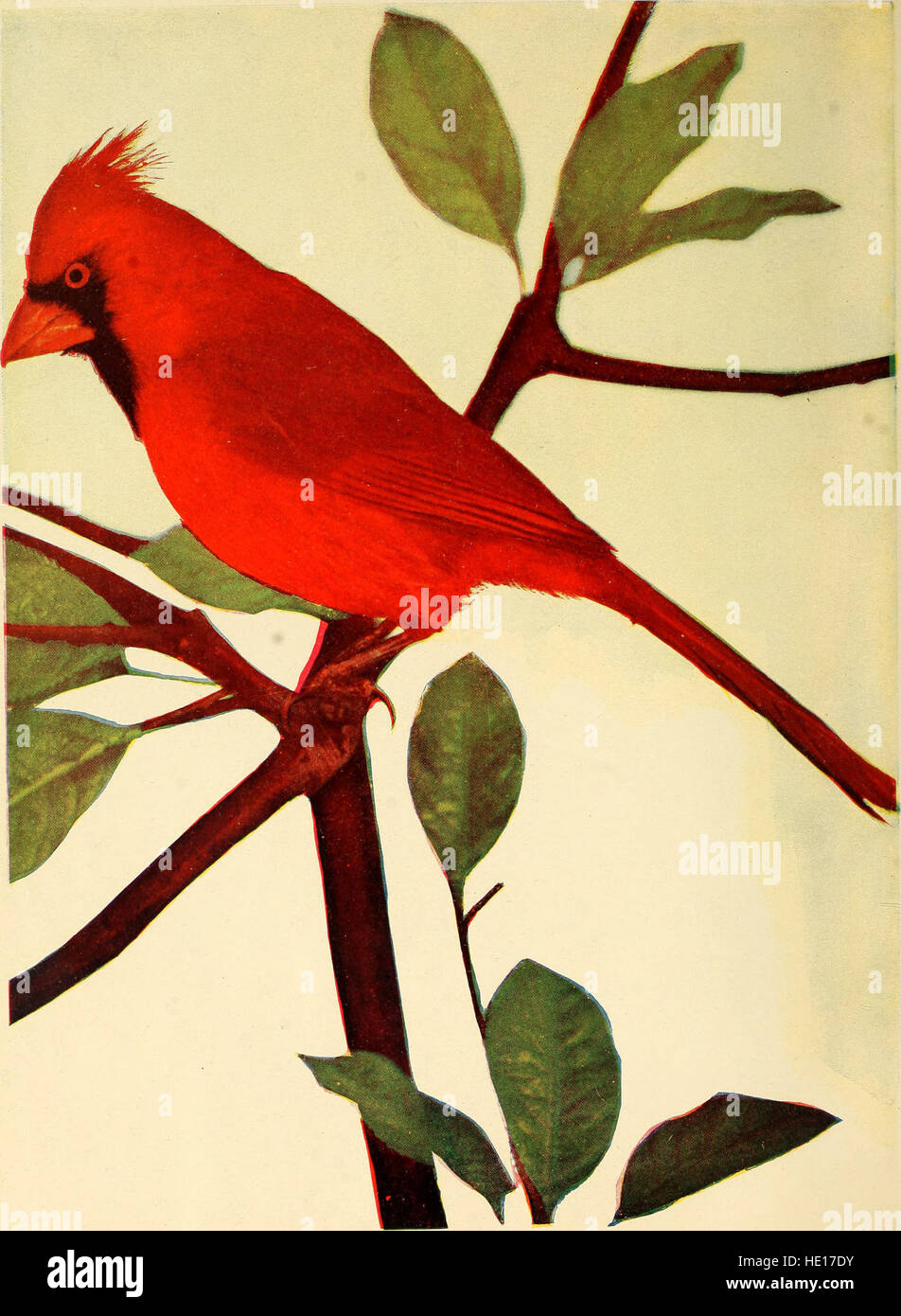 Published in 1908, 'Our Bird Friends' is an educational book providing ...
