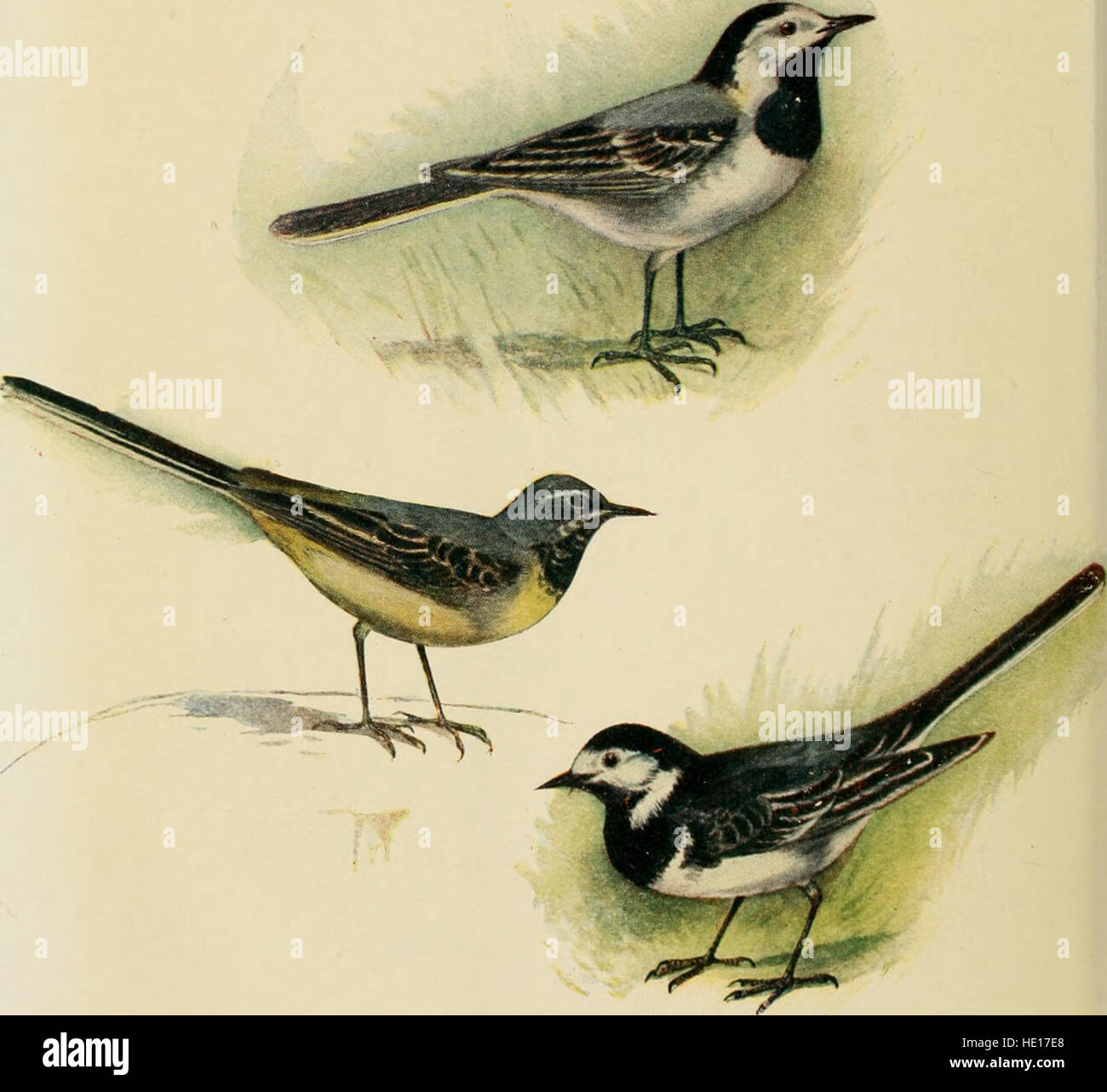Illustration from 'British Birds in Their Haunts' (1922), showcasing ...