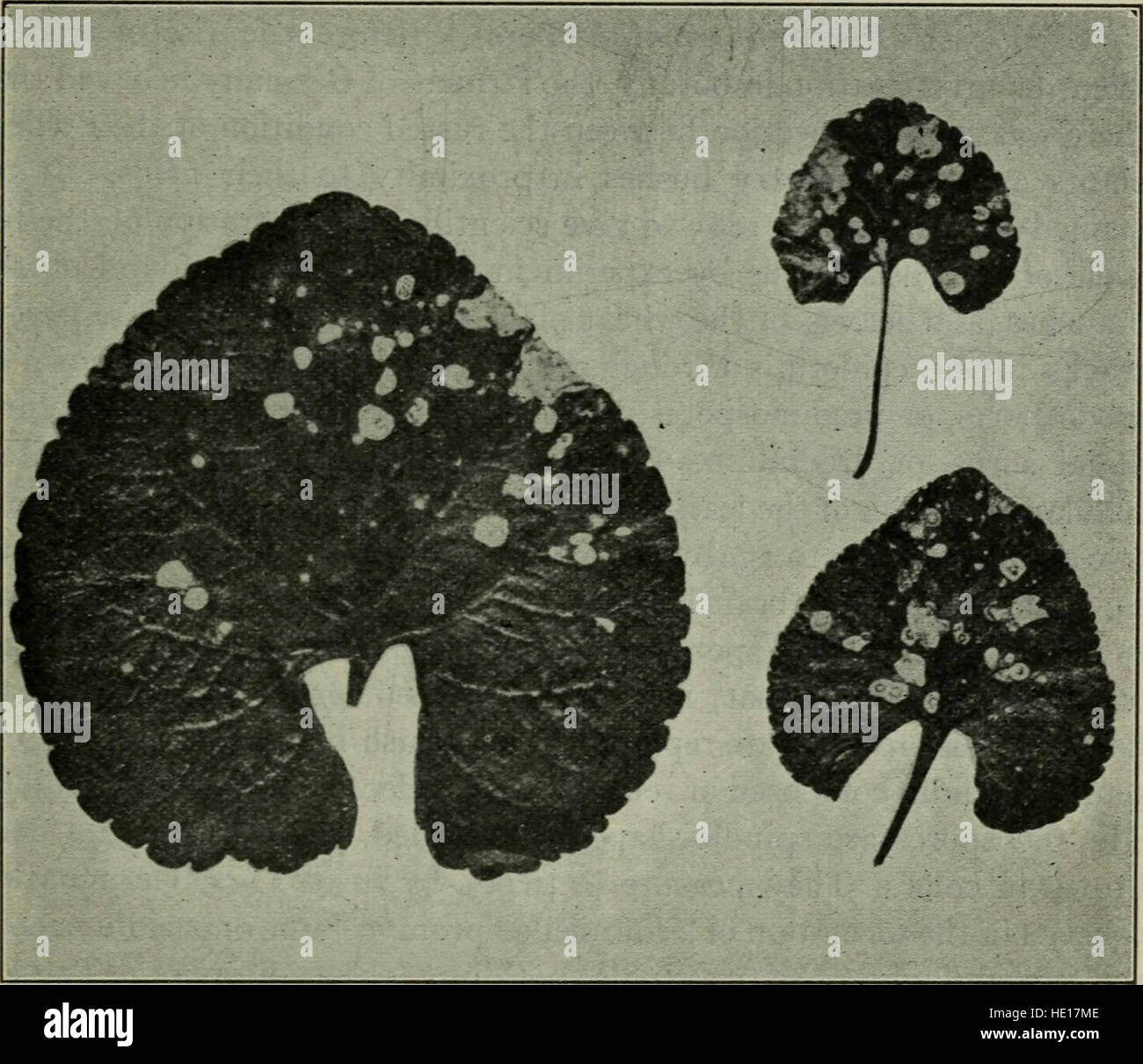 This 1917 textbook on mycology and plant pathology is an essential ...