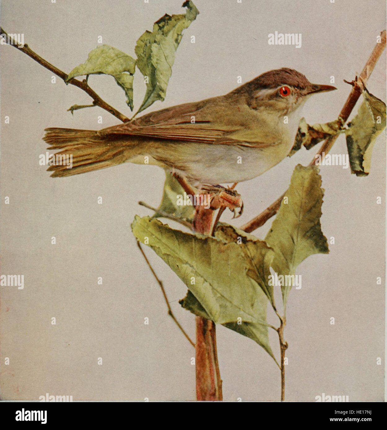 A vibrant collection of color photographs showcasing various aspects of ...