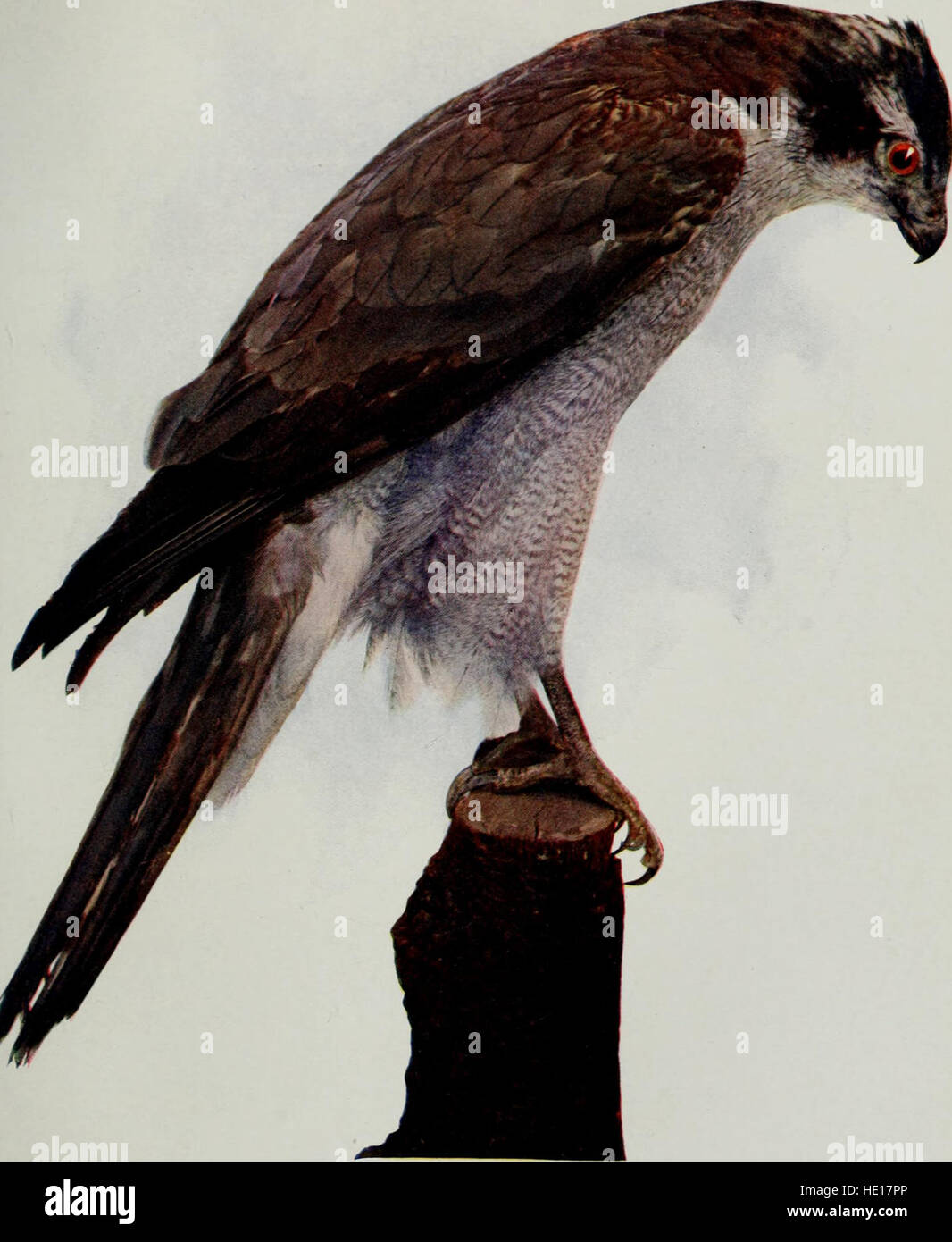 'Nature Neighbors' is a collection of color photography that showcases ...