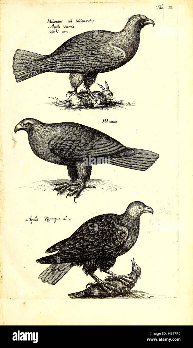 This 18th-century natural history text includes detailed illustrations ...