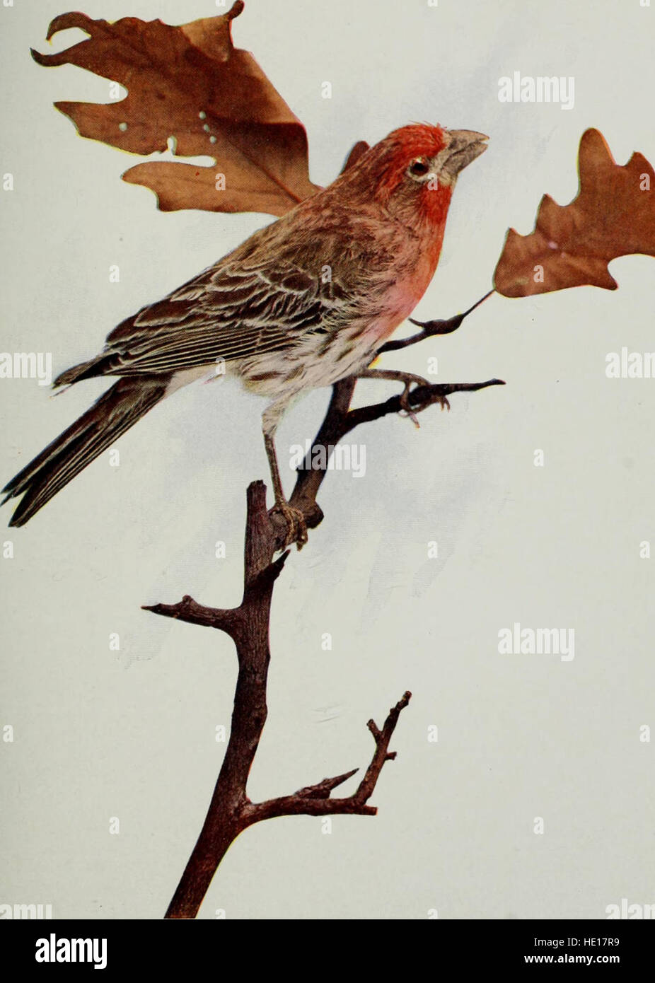 A collection of color photographs showcasing the natural world ...