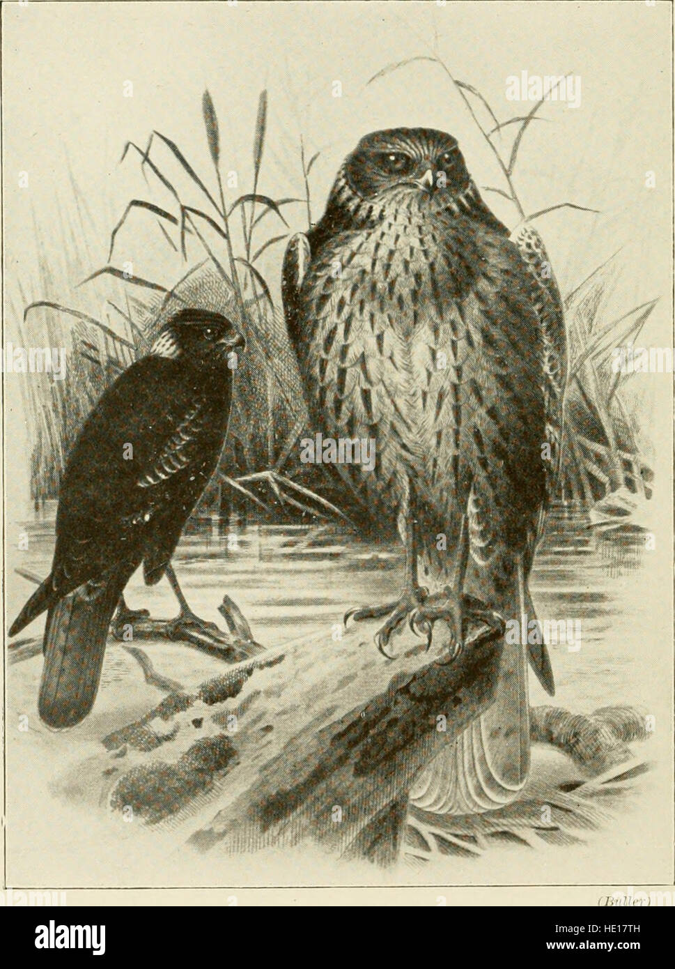 Published in 1909, this book details New Zealand’s air-breathing ...