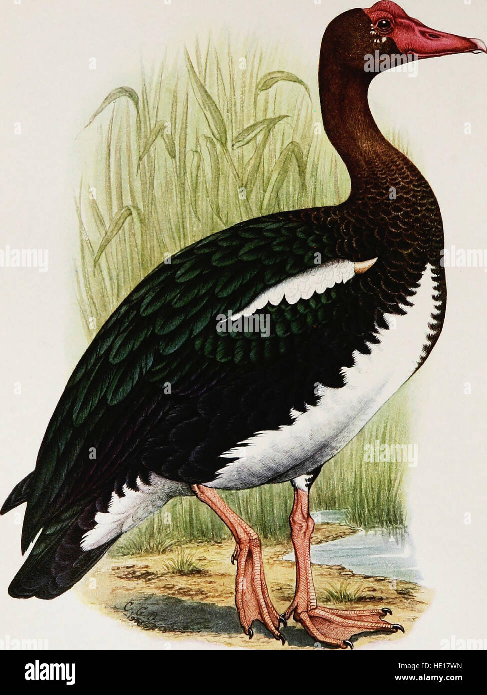 This 1912 publication features detailed illustrations of game birds and ...