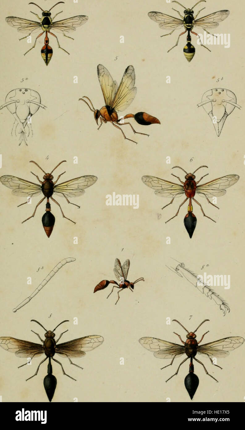 This monograph from 1852 explores solitary wasps and the tribe ...