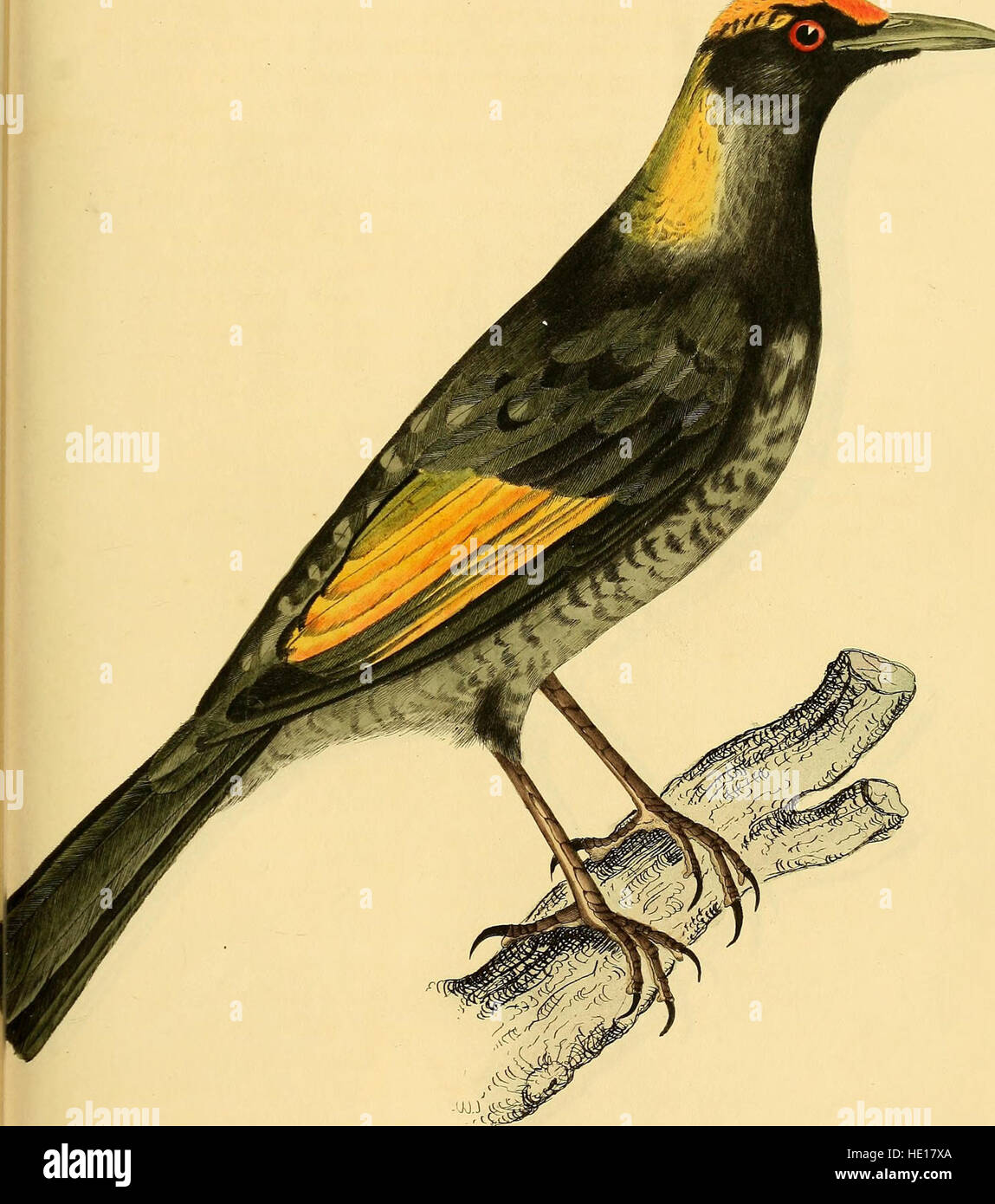 Illustrations of ornithology 1826 hi-res stock photography and images ...