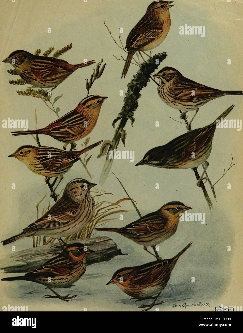 'Birds of New York,' published in 1910, is a comprehensive reference ...