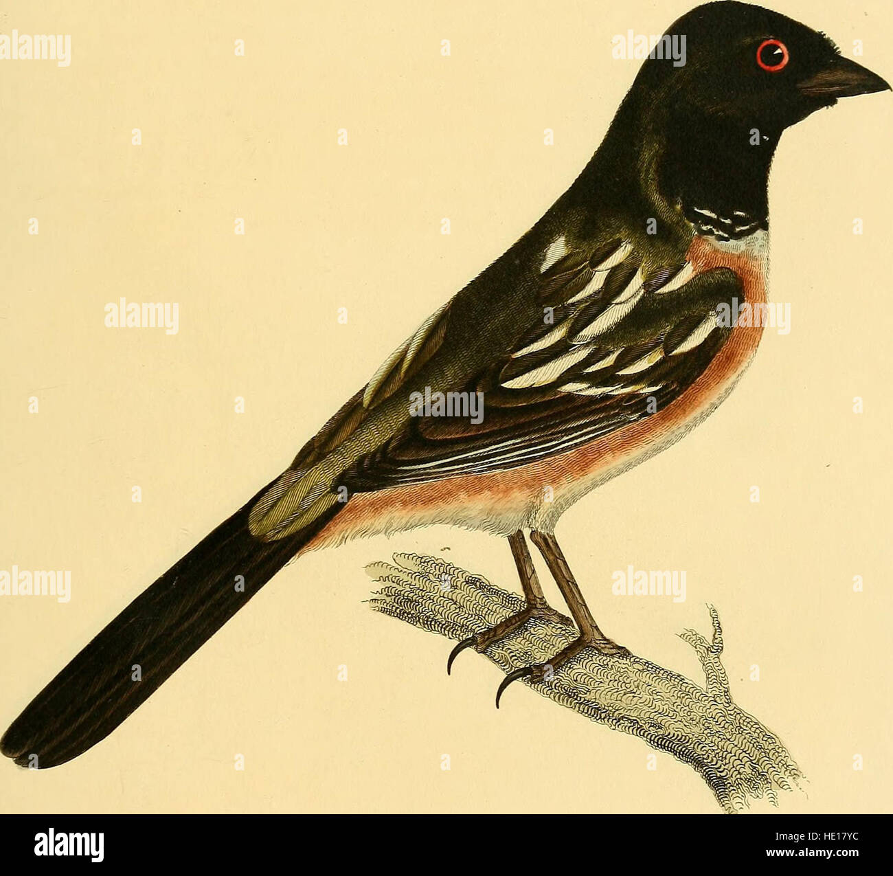 This 1826 publication features detailed illustrations of birds ...