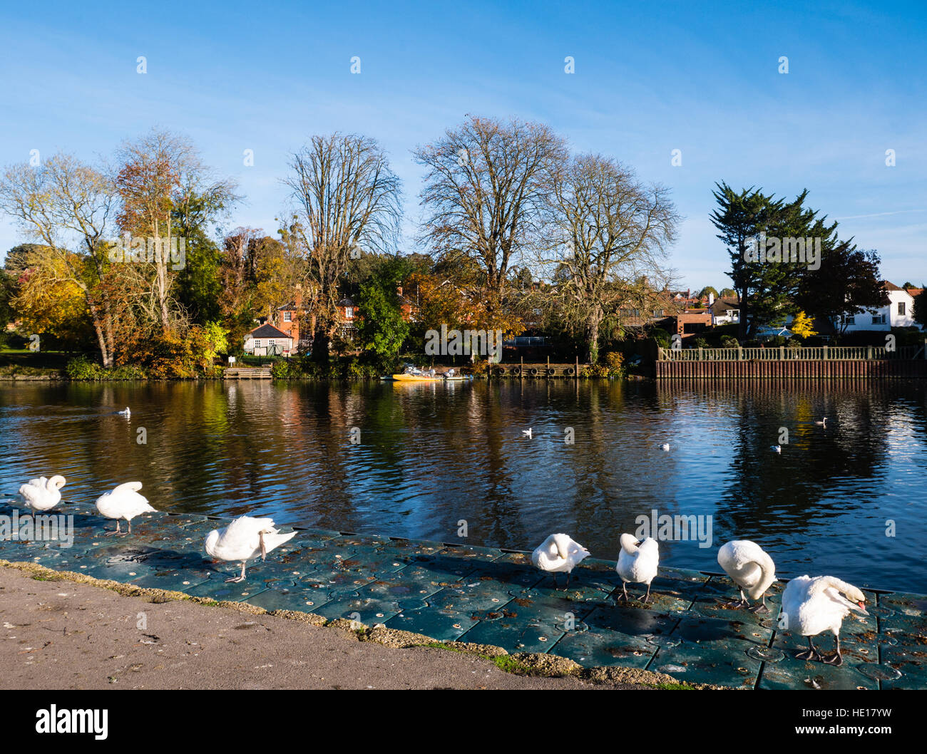 Swans thames hi-res stock photography and images - Alamy