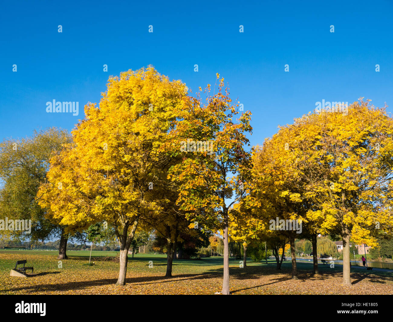 Trees in Autumn, Thames Path Reading, Berkshire, England, UK, GB Stock ...