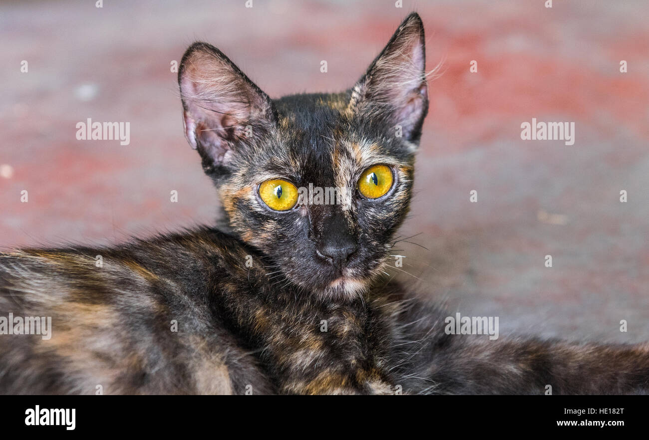 Bright colored street cat Stock Photo - Alamy