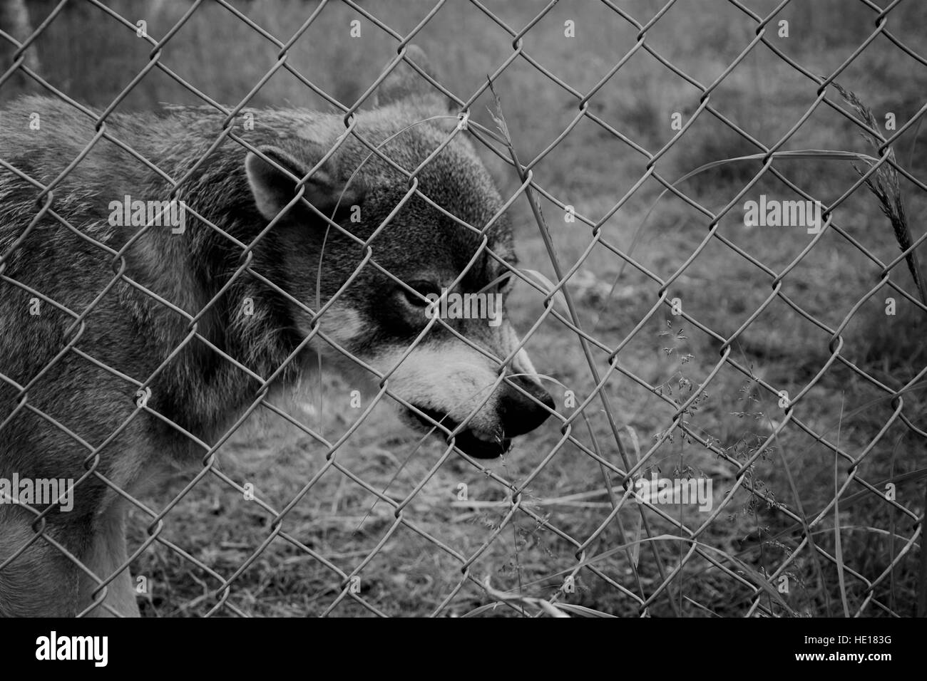 A caged wolf in Norway Stock Photo - Alamy