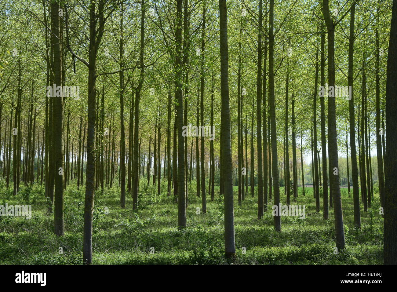 Forest in France Stock Photo - Alamy
