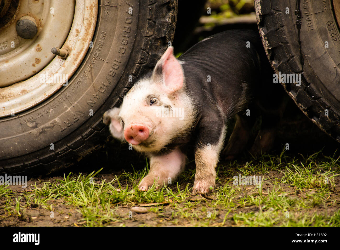 Free living pig hi-res stock photography and images - Alamy