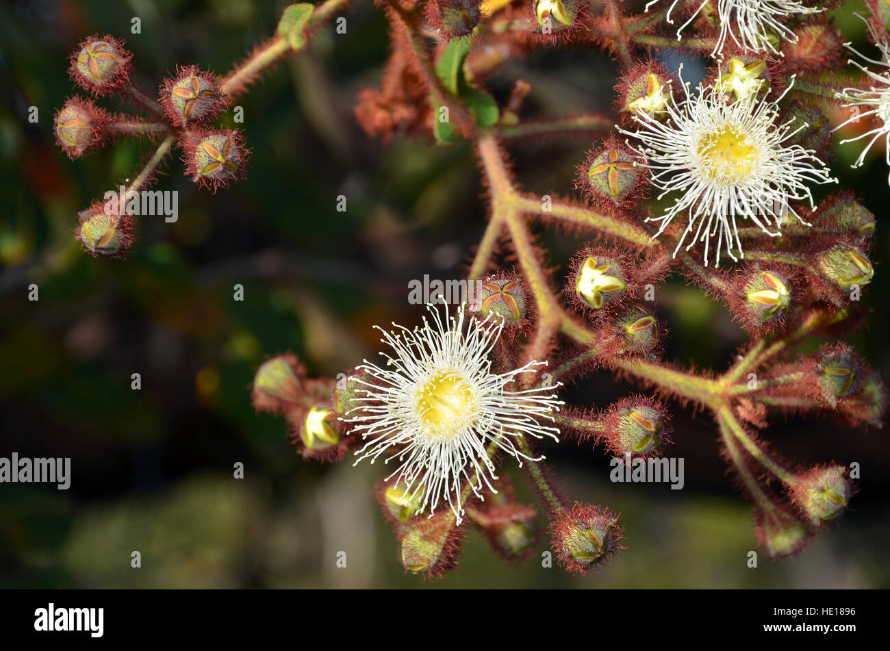 White and yellow gumtree (Angophora hispida) flowers and buds in the ...