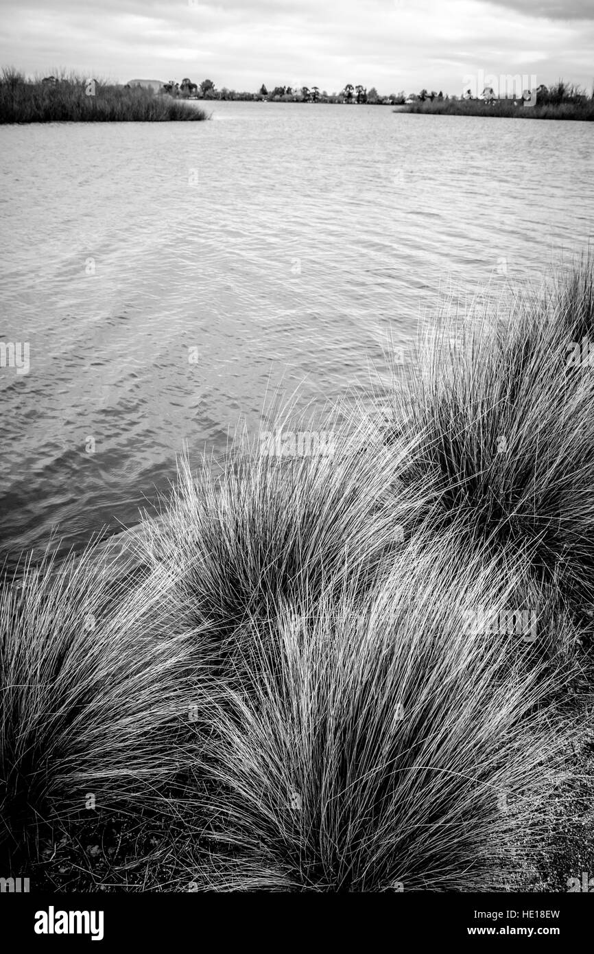 Wind whipped dunegrass alongside the water's edge of an inland lake ...