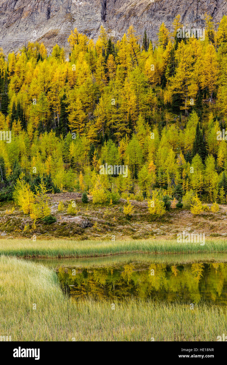 Alpine Larch Larix lyallii in fall color above a mountain tarn Skoki ...