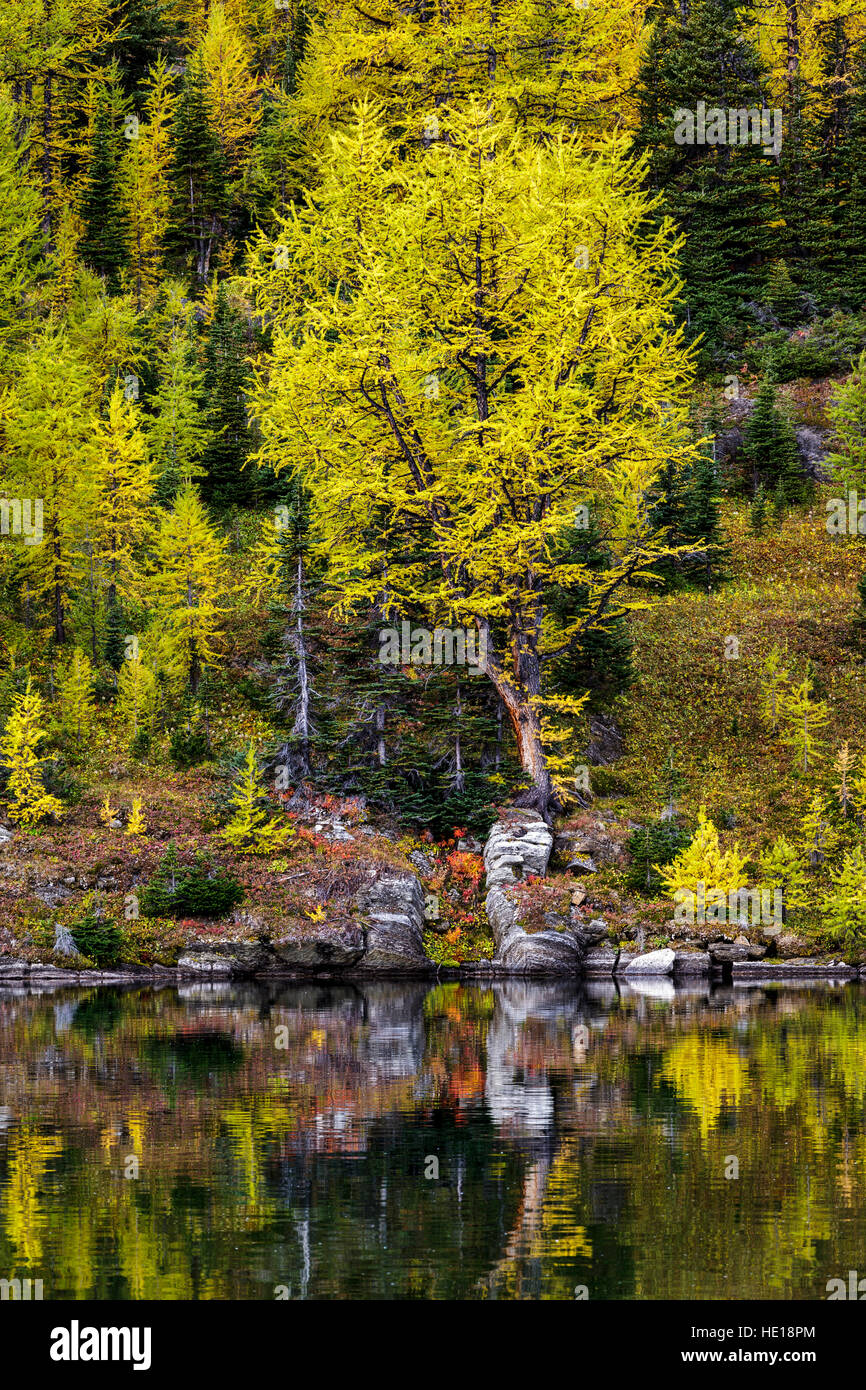 Alpine Larch Larix lyallii in fall color reflected in Little baker Lake ...
