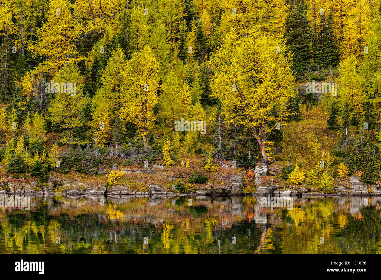 Alpine Larch Larix lyallii in fall color reflected in Little baker Lake ...