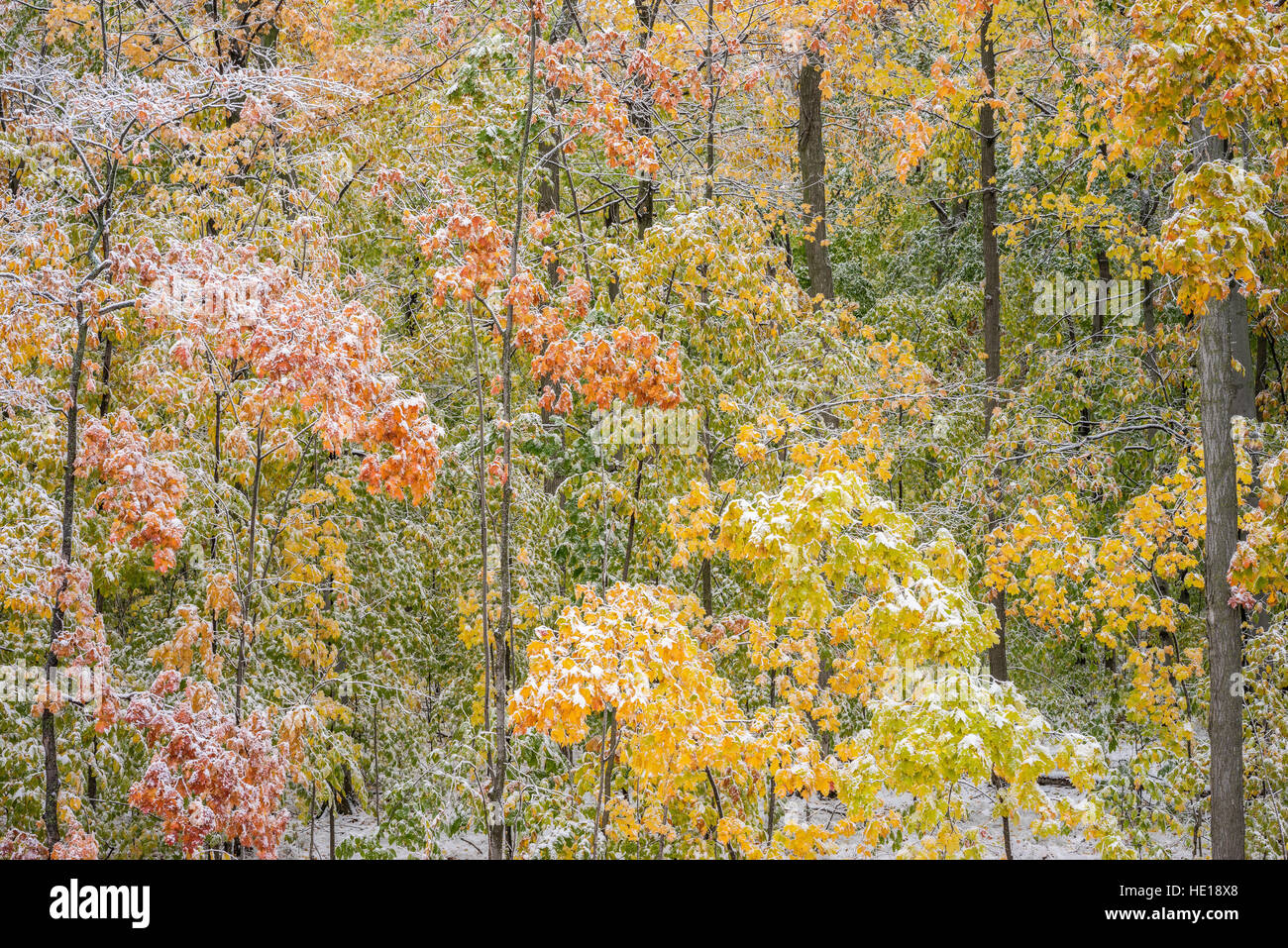 Forest Leaves in Fall Colours Covered with Snow Stock Photo - Alamy