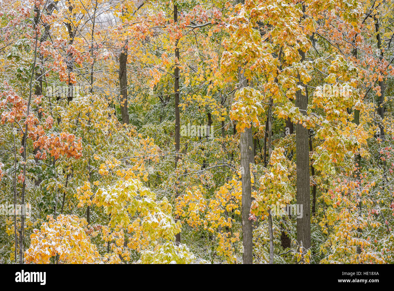 Forest Leaves in Fall Colours Covered with Snow Stock Photo - Alamy