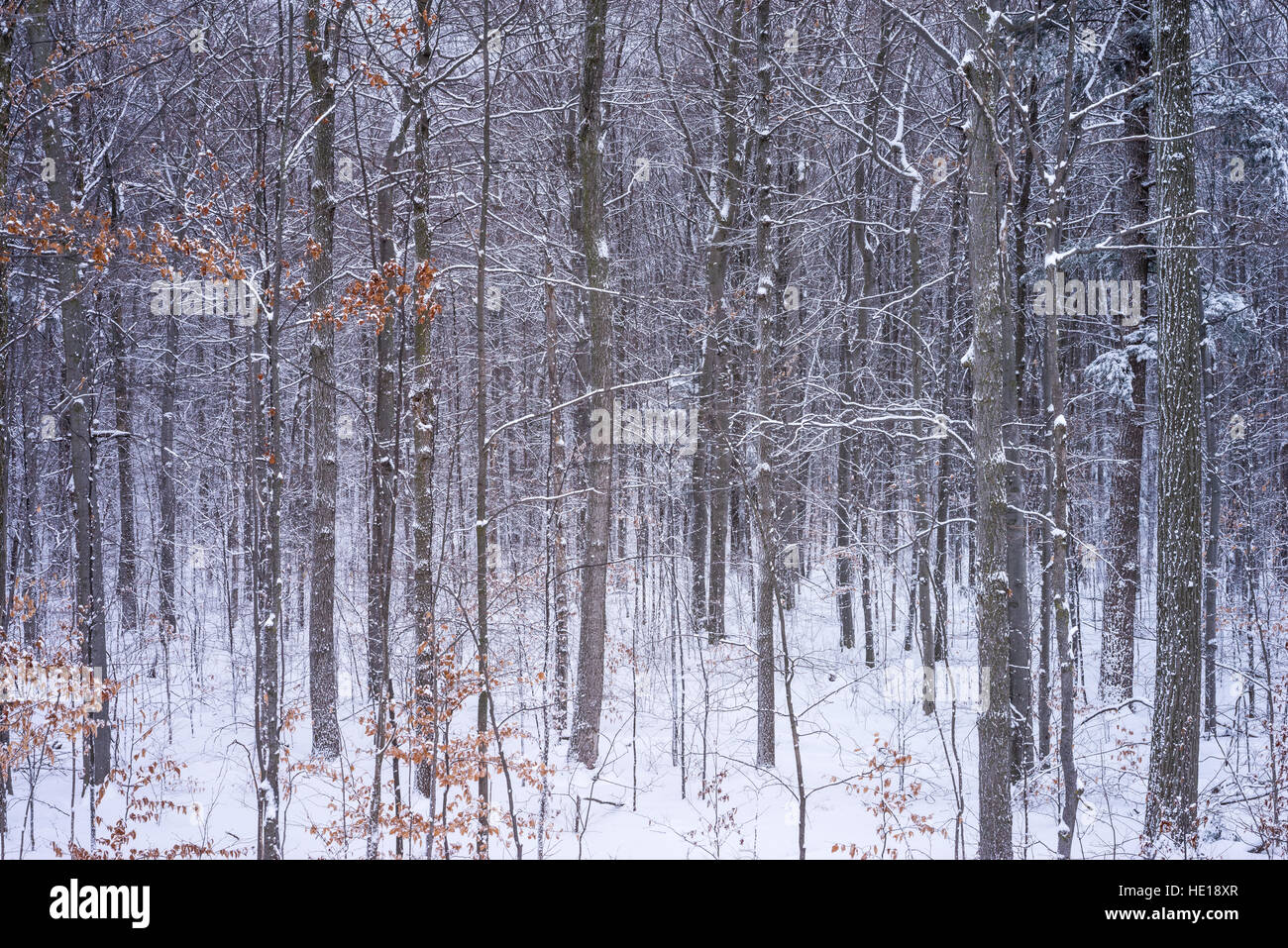 Deciduous forest covered frost hi-res stock photography and images - Alamy