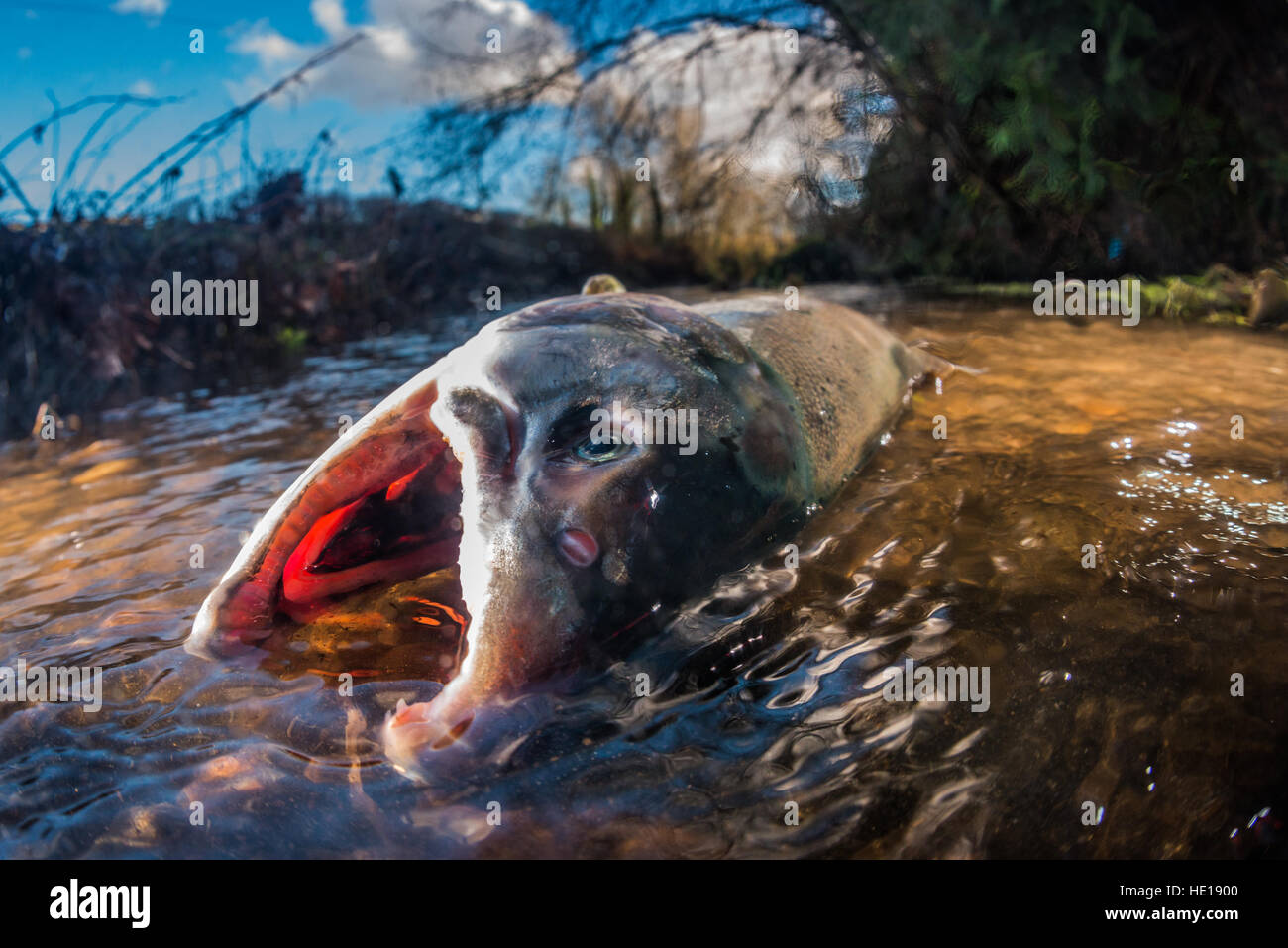 Dead salmon hi-res stock photography and images - Alamy