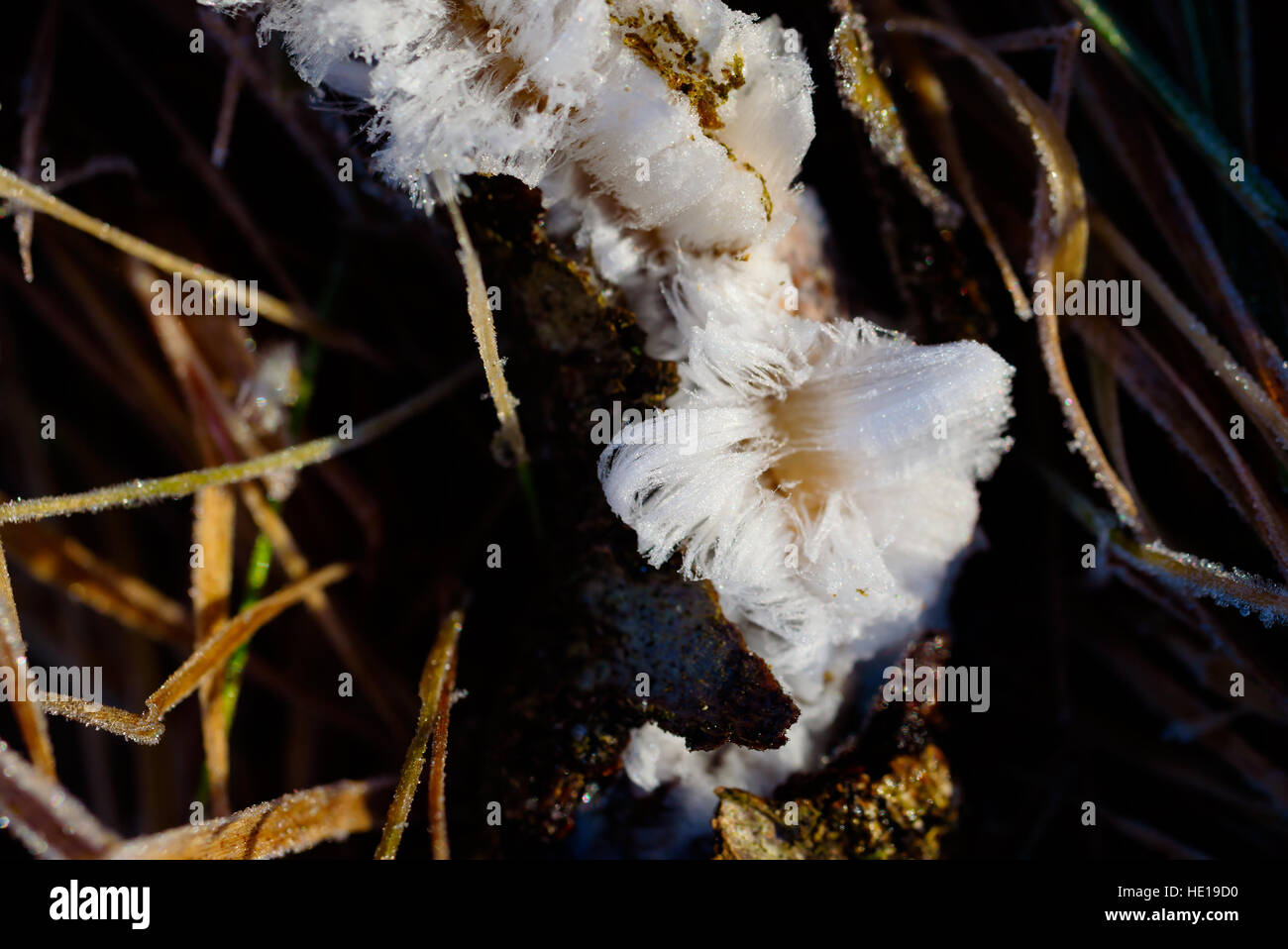Wet twig hi-res stock photography and images - Alamy