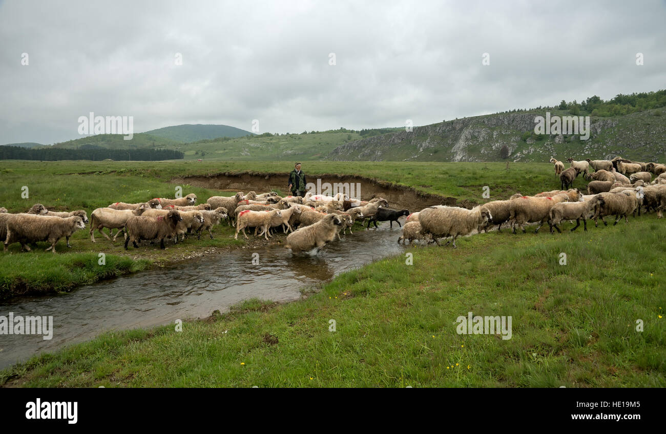 Brezovica, Serbia - May 12, 2016: Milking sheep in Brezovica on the ...