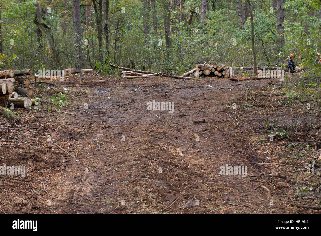Oak stump, result of tree felling. Total deforestation, cut forest ...