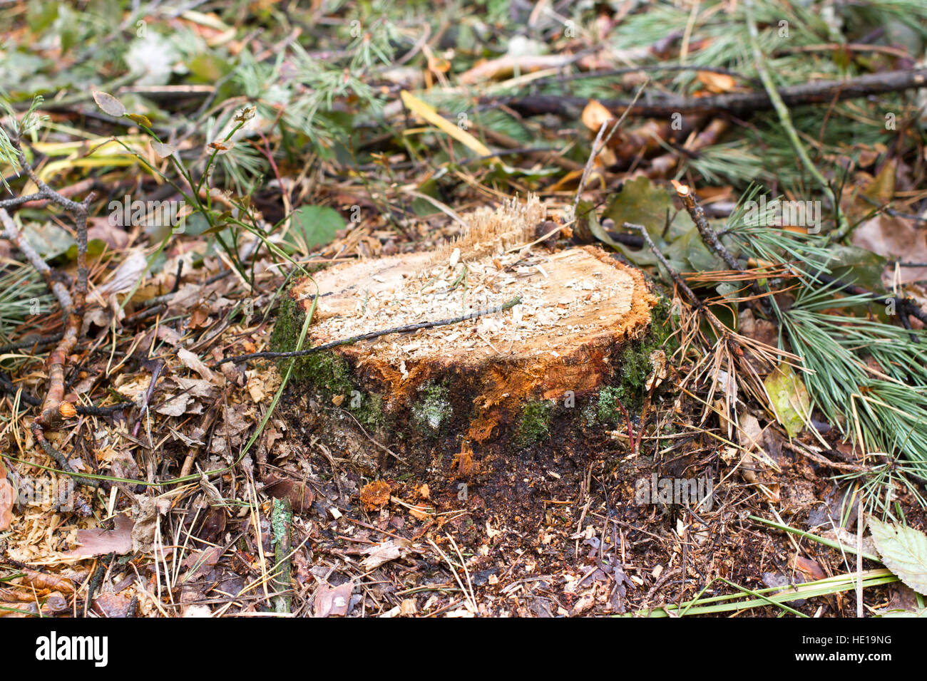 Oak stump, result of tree felling. Total deforestation, cut forest ...