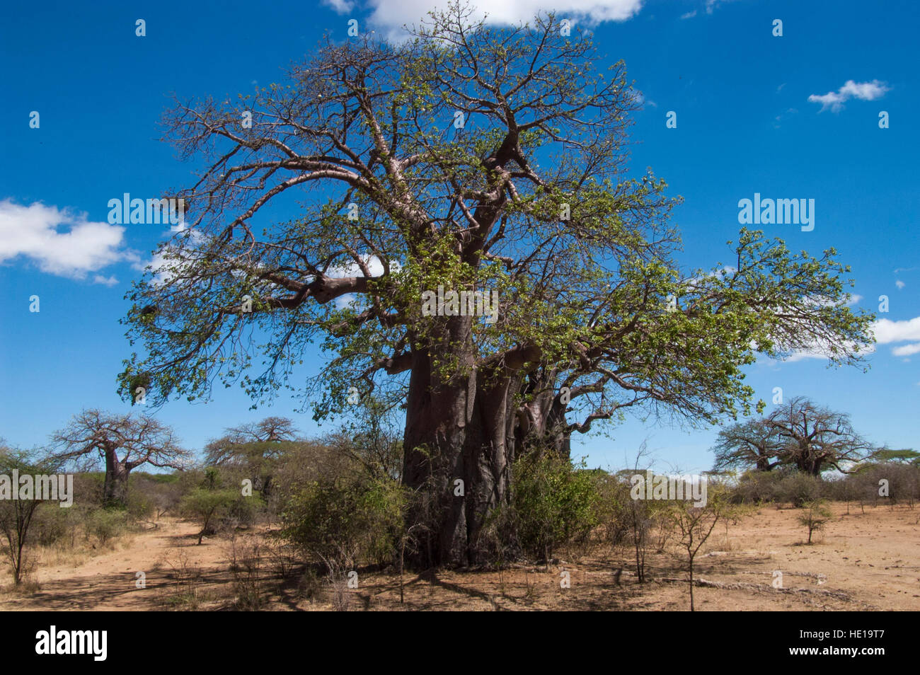 Baobab tree (Adonsonia digitata) with fresh leaves, Yaeda Valley ...