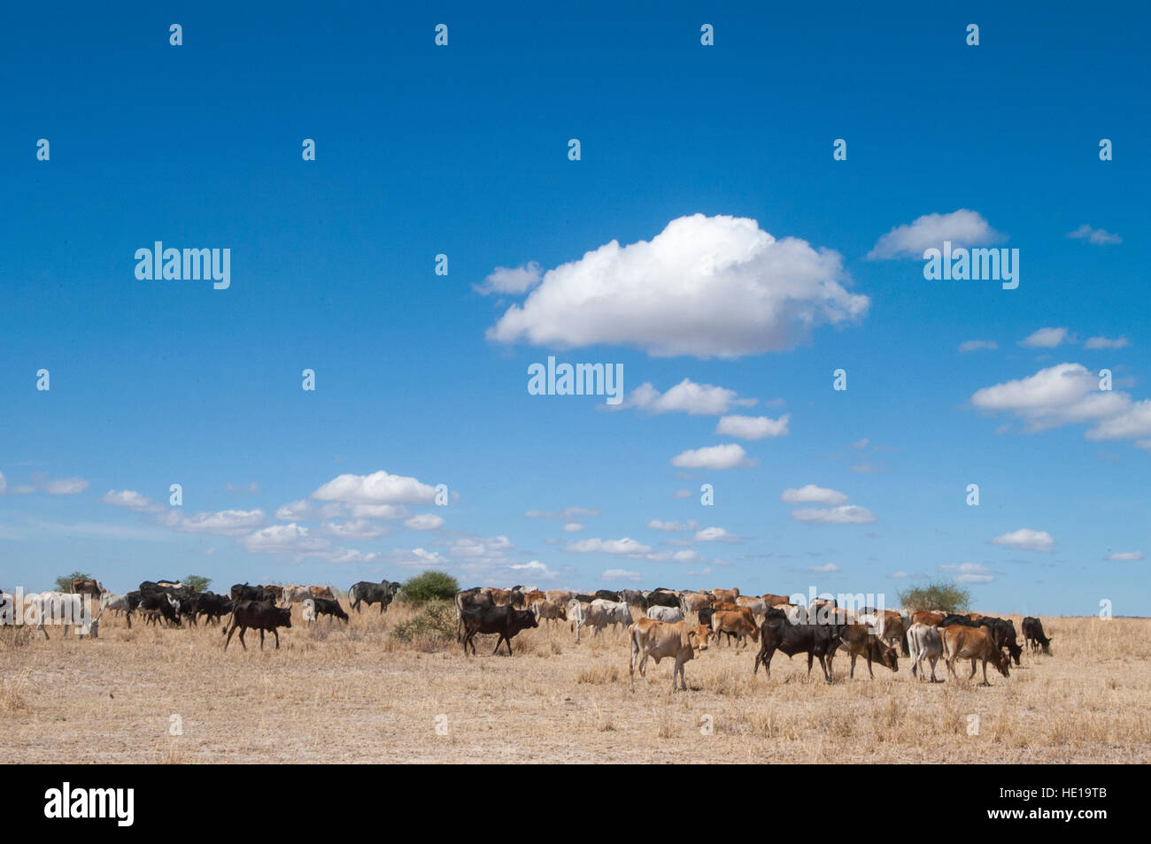 Cattle of the Barabaig tribe grazing in the Yaeda Valley, Manyara ...