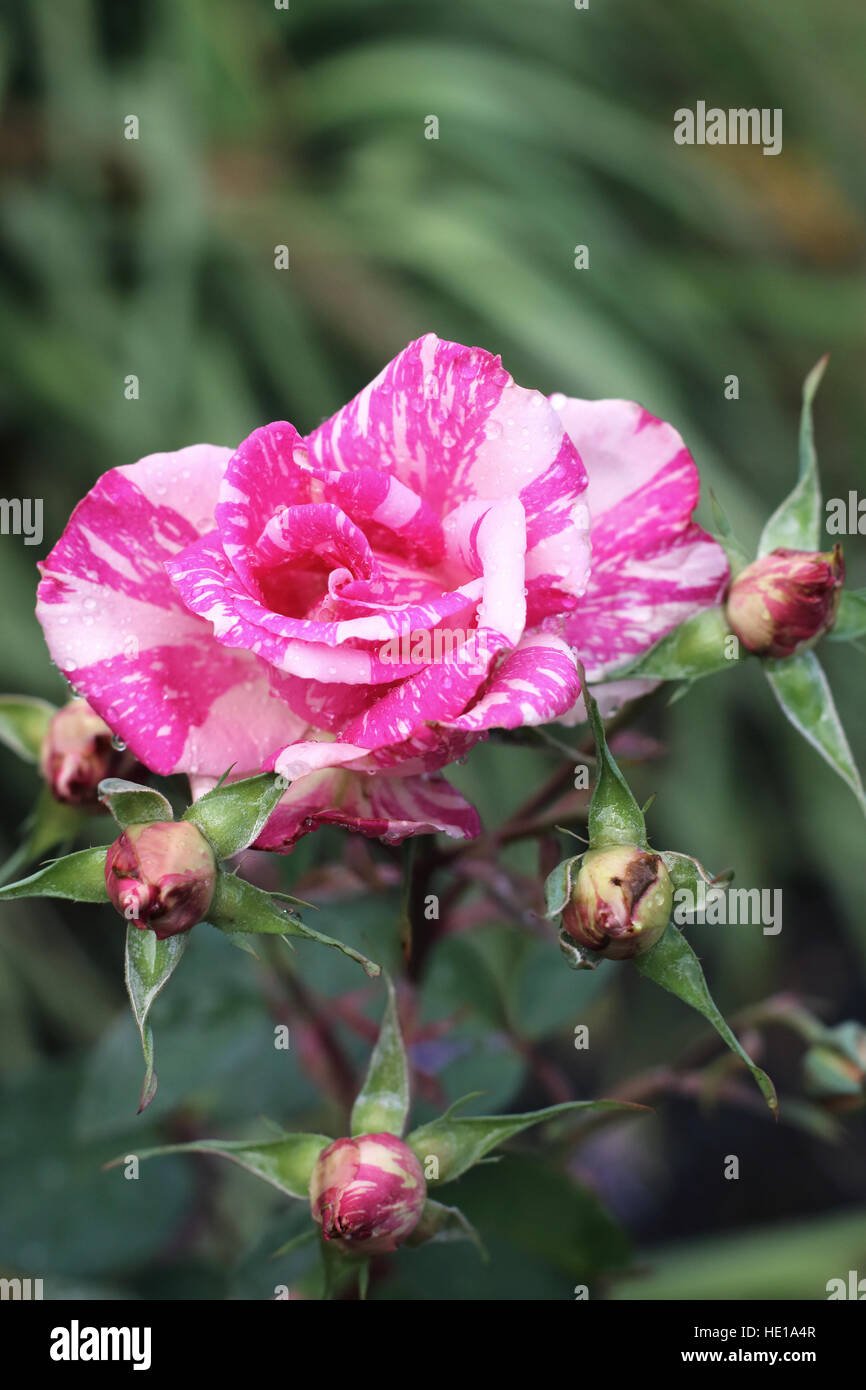 Candy stripe rose in full bloom Stock Photo - Alamy
