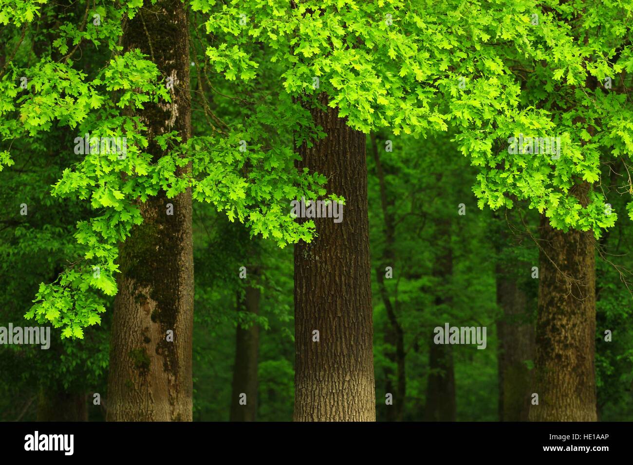 Old oak trees Stock Photo - Alamy