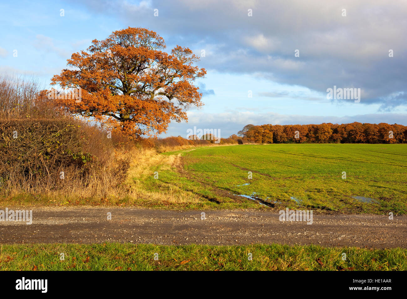 English landscape oak tree hi-res stock photography and images - Alamy