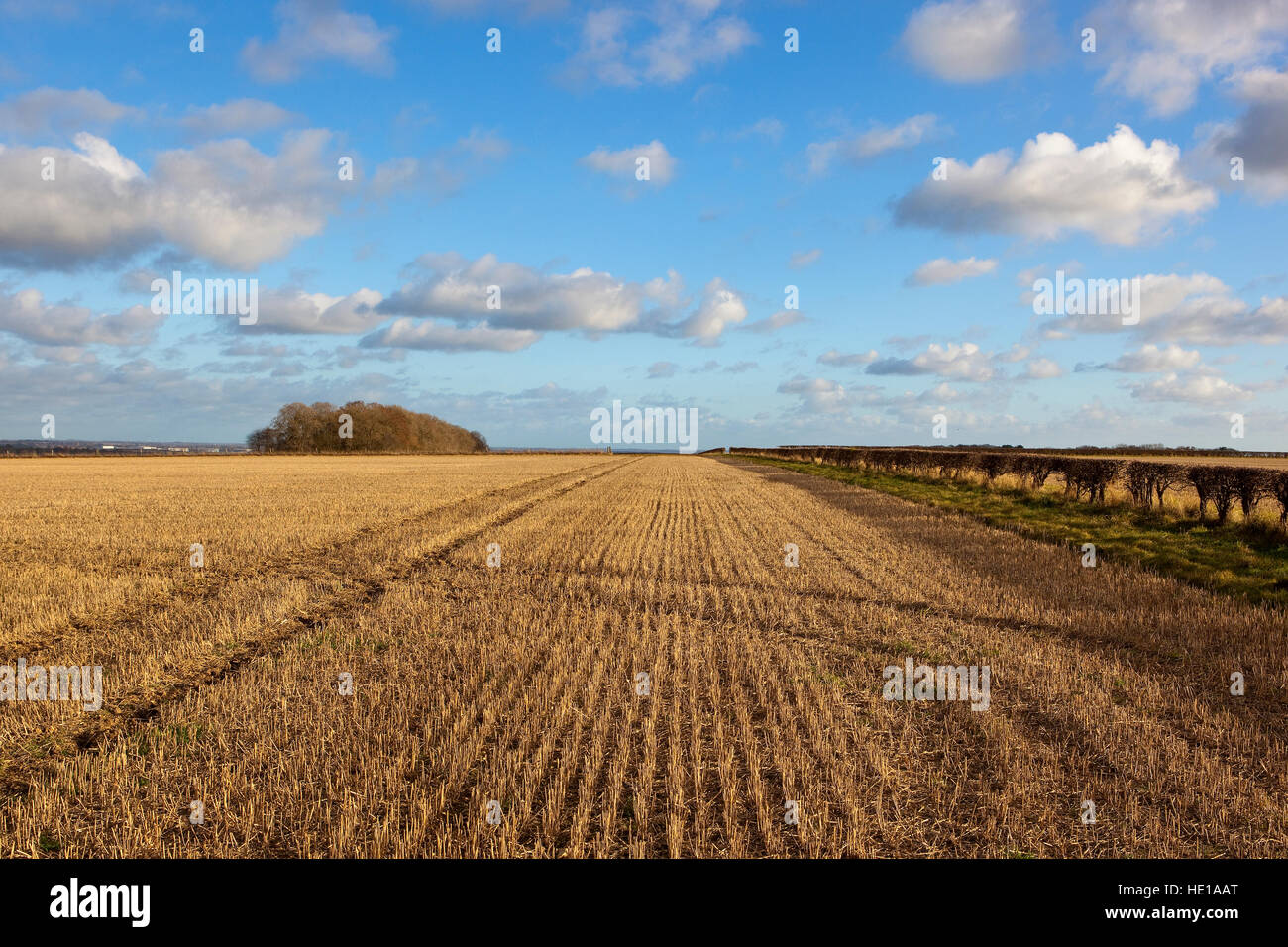 Patterns and texture of autumn stubble fields and hedgerow on the ...